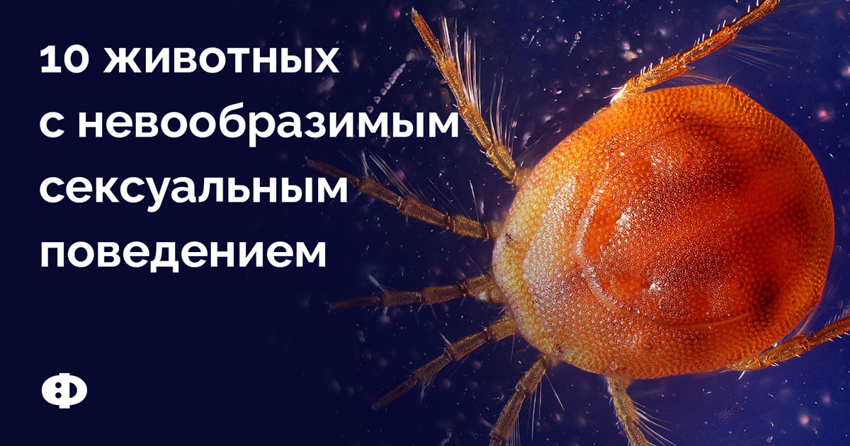 10 животных с невообразимым сексуальным поведением