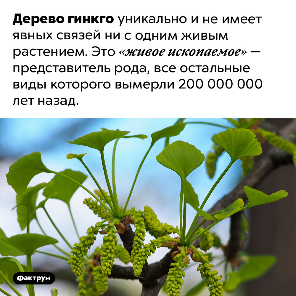 Дерево гинкго абсолютно уникально