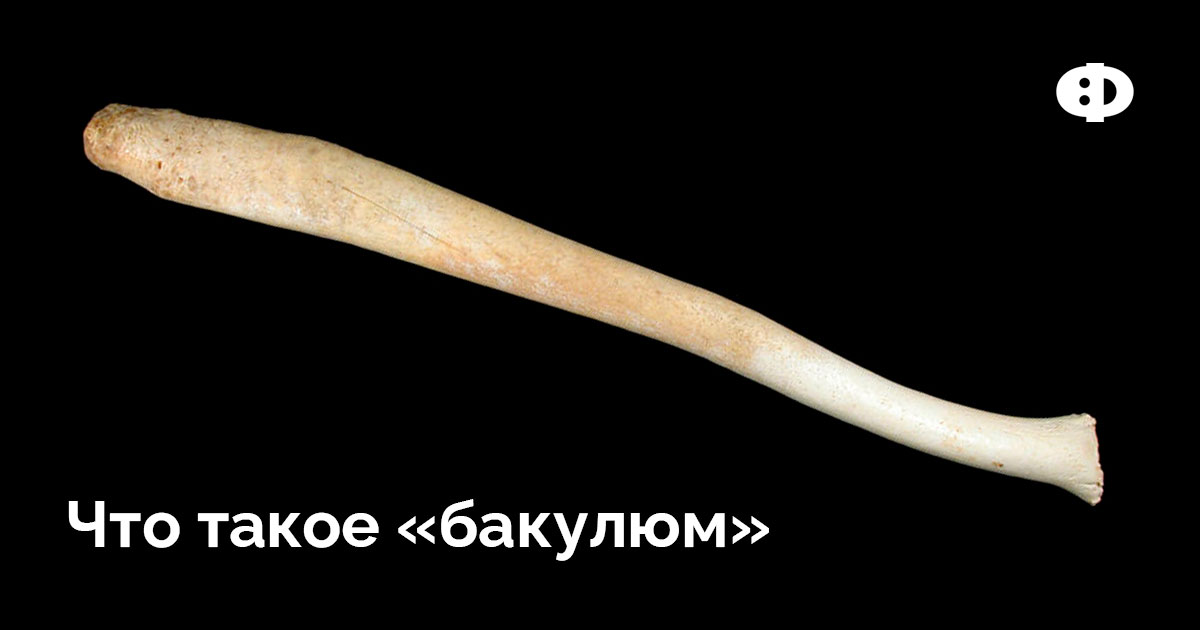 Что такое «бакулюм»