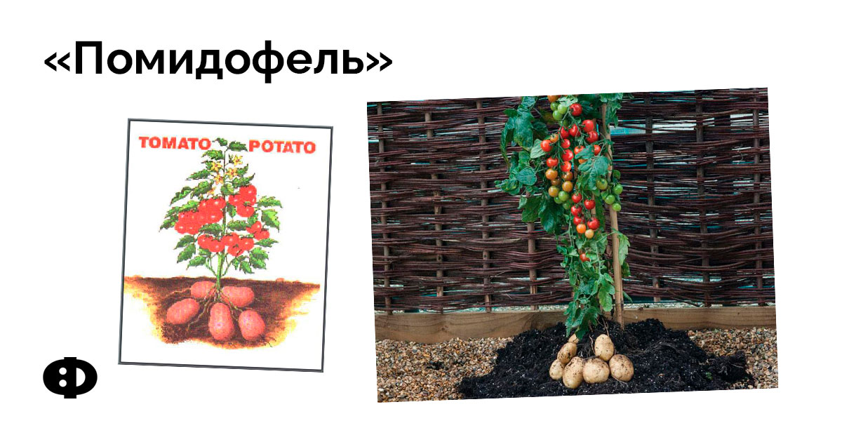 «Помидофель»