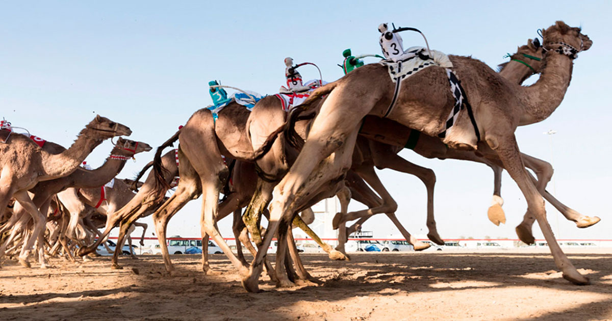 Роботы с кнутами