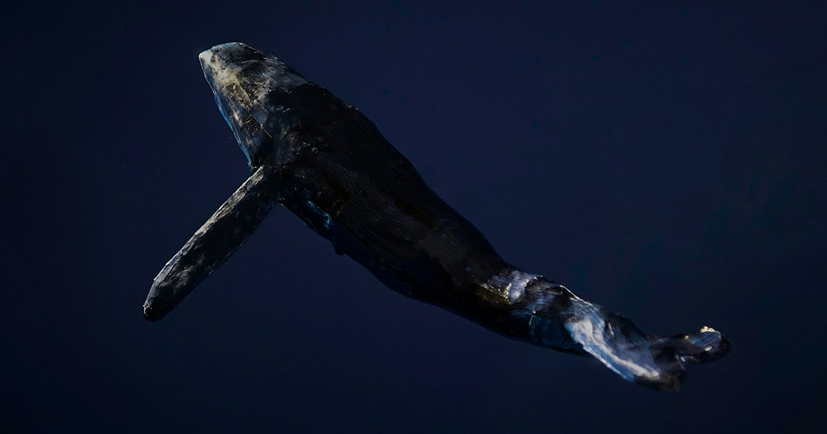 Китовое молоко