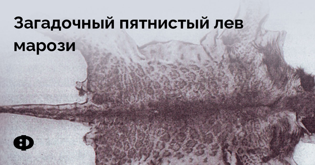 Загадочный пятнистый лев марози