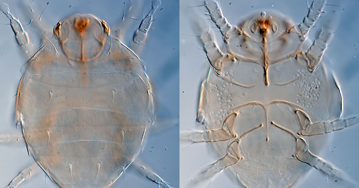 Невероятная история появления на свет клещей вида Adactylidium